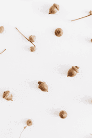 50 Gorgeous Neutral Fall Aesthetic Pictures » Lady Decluttered