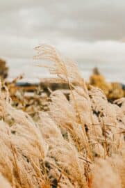50 Gorgeous Neutral Fall Aesthetic Pictures » Lady Decluttered