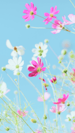 75 Neutral Summer Phone Wallpapers » Lady Decluttered