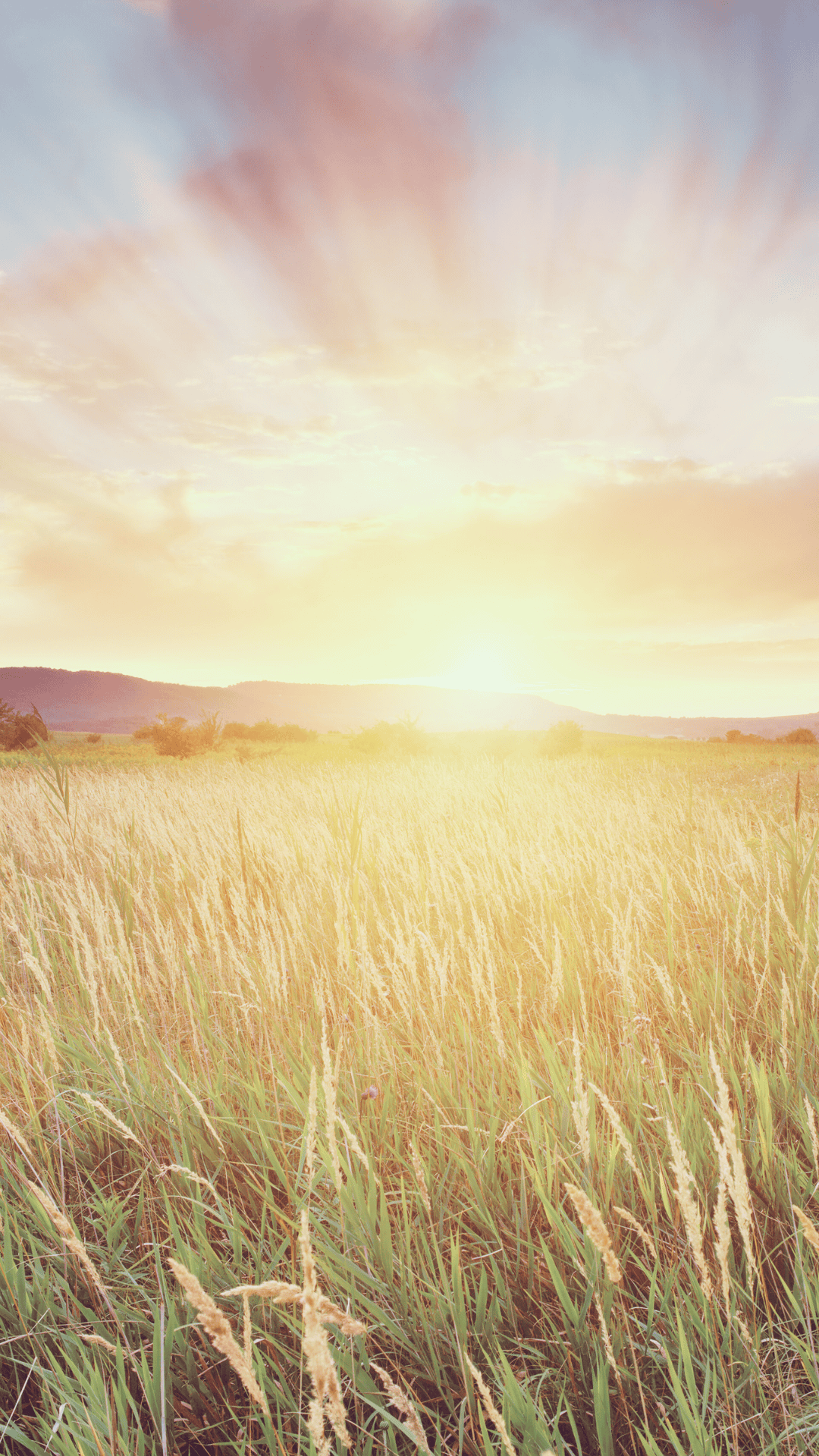 75 Neutral Summer Phone Wallpapers » Lady Decluttered